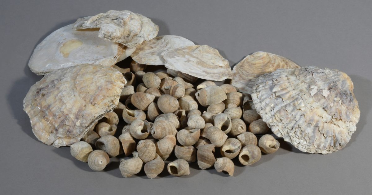 Over oesters en alikruiken - Erfgoedweb Breda