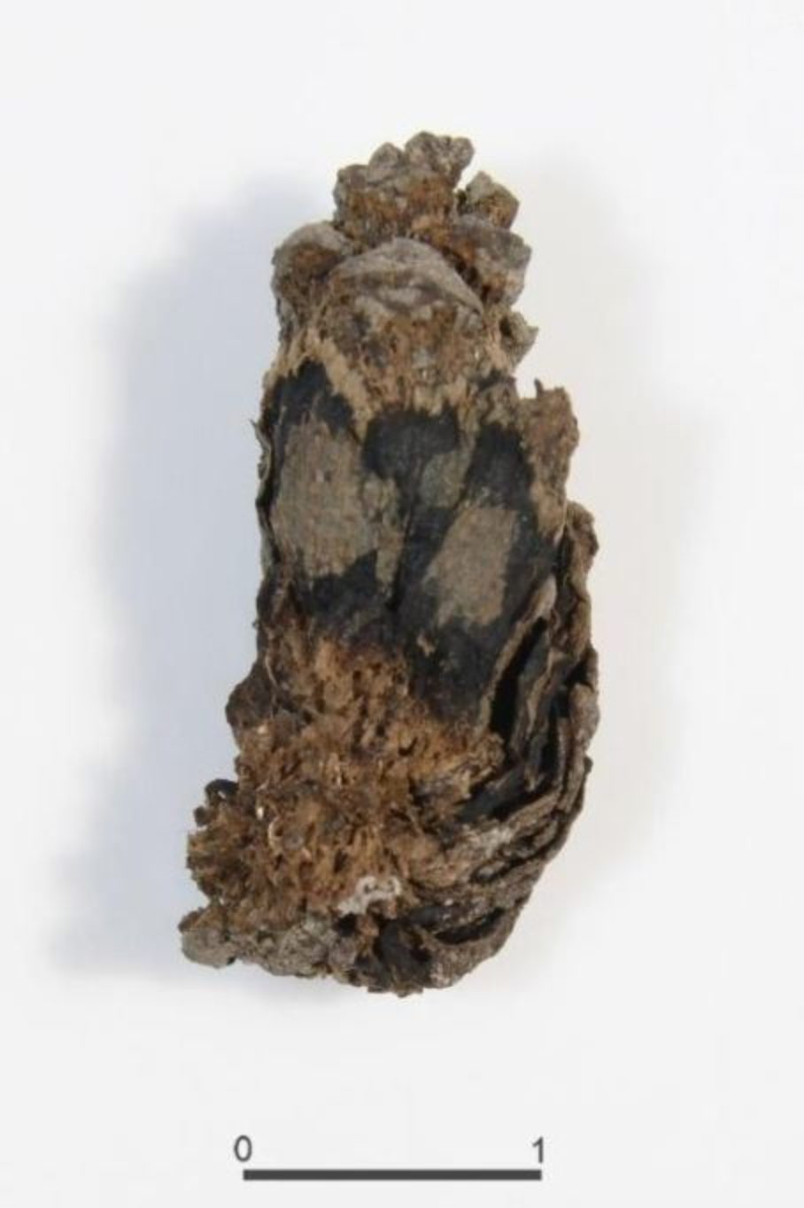 Hoe kom je aan mastappels van 750 jaar oud ? - Erfgoedweb Breda